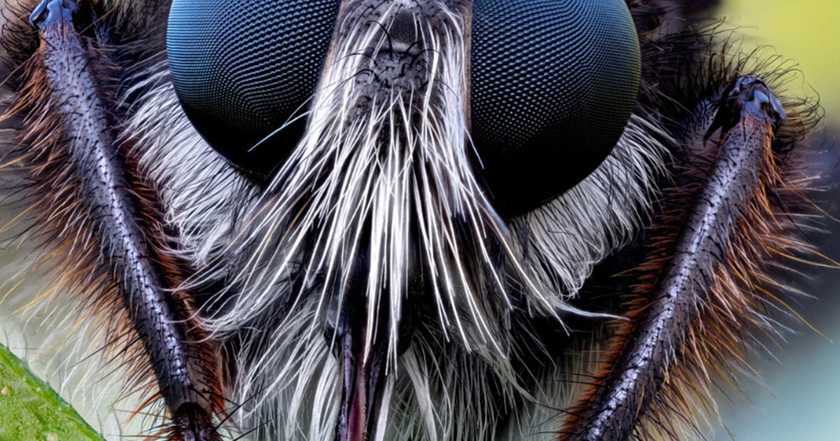 John Hallmén – Arthropoda | Konstguiden